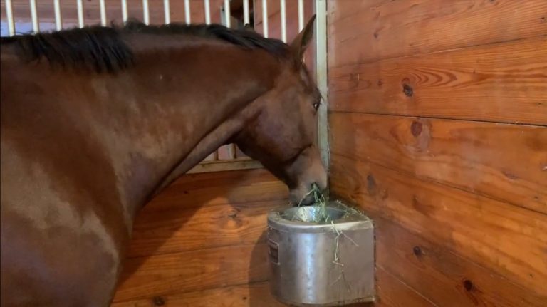 Bran Mash for Horses - Is it Helpful? - Equine Simplified